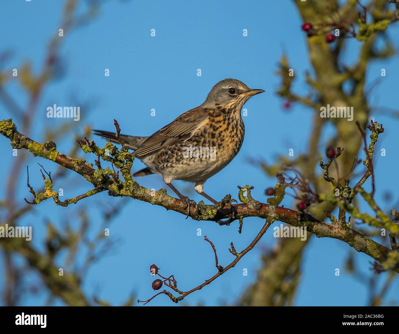 Fieldfare open countryside hi-res stock photography and images - Alamy