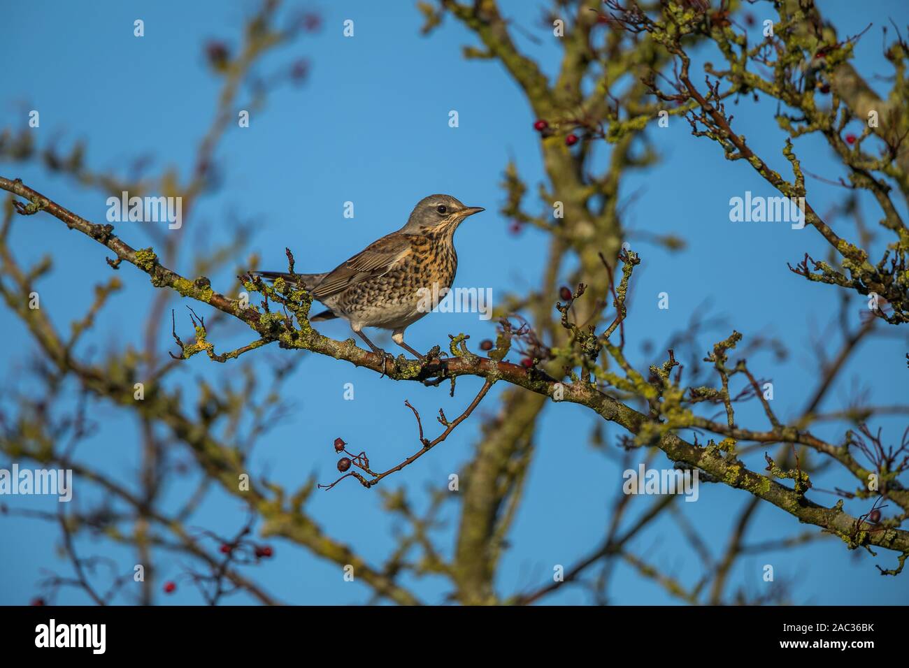 Fieldfare open countryside hi-res stock photography and images - Alamy