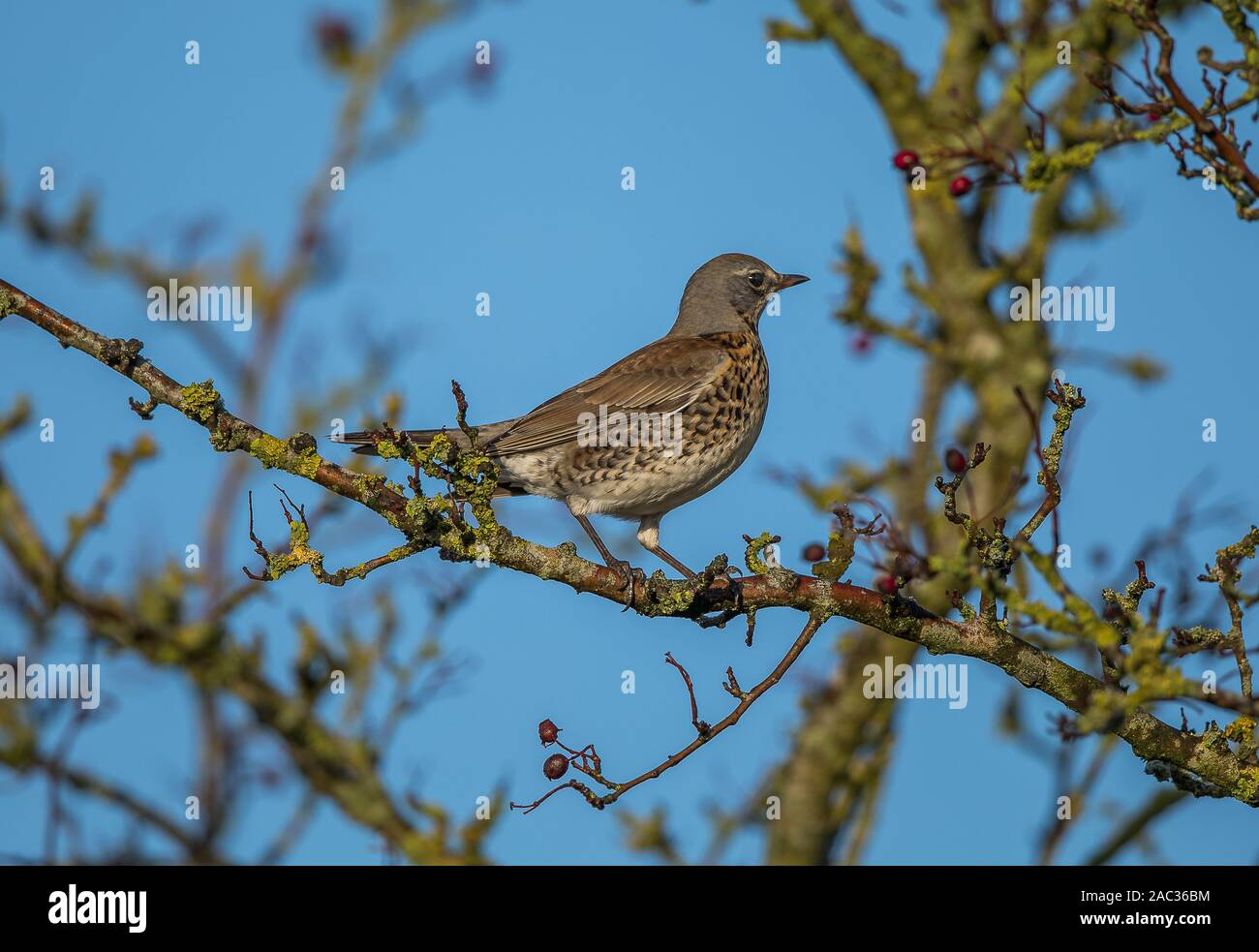 Fieldfare open countryside hi-res stock photography and images - Alamy