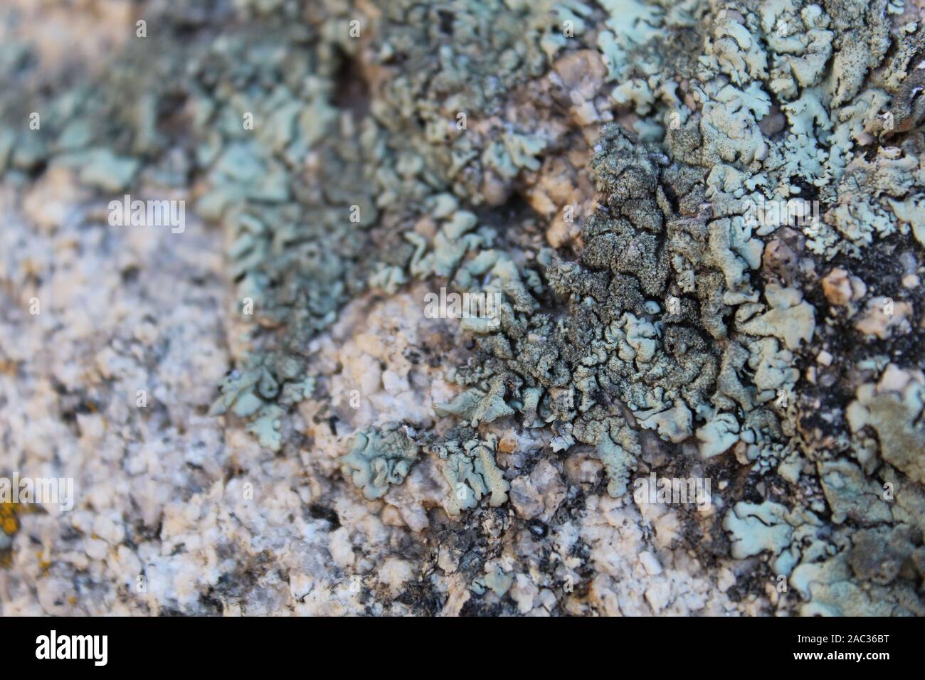 Very few plants to be found hi-res stock photography and images - Alamy