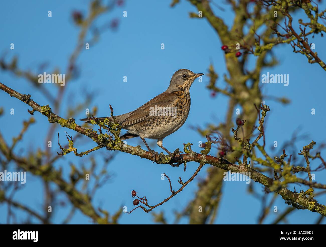 Fieldfare open countryside hi-res stock photography and images - Alamy