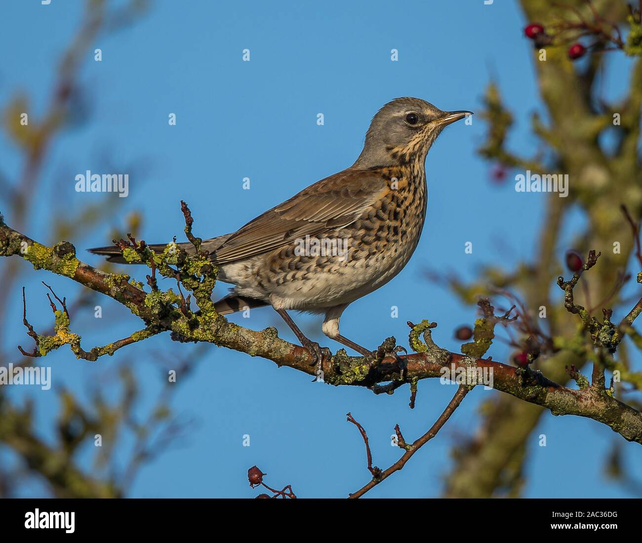 Fieldfare open countryside hi-res stock photography and images - Alamy