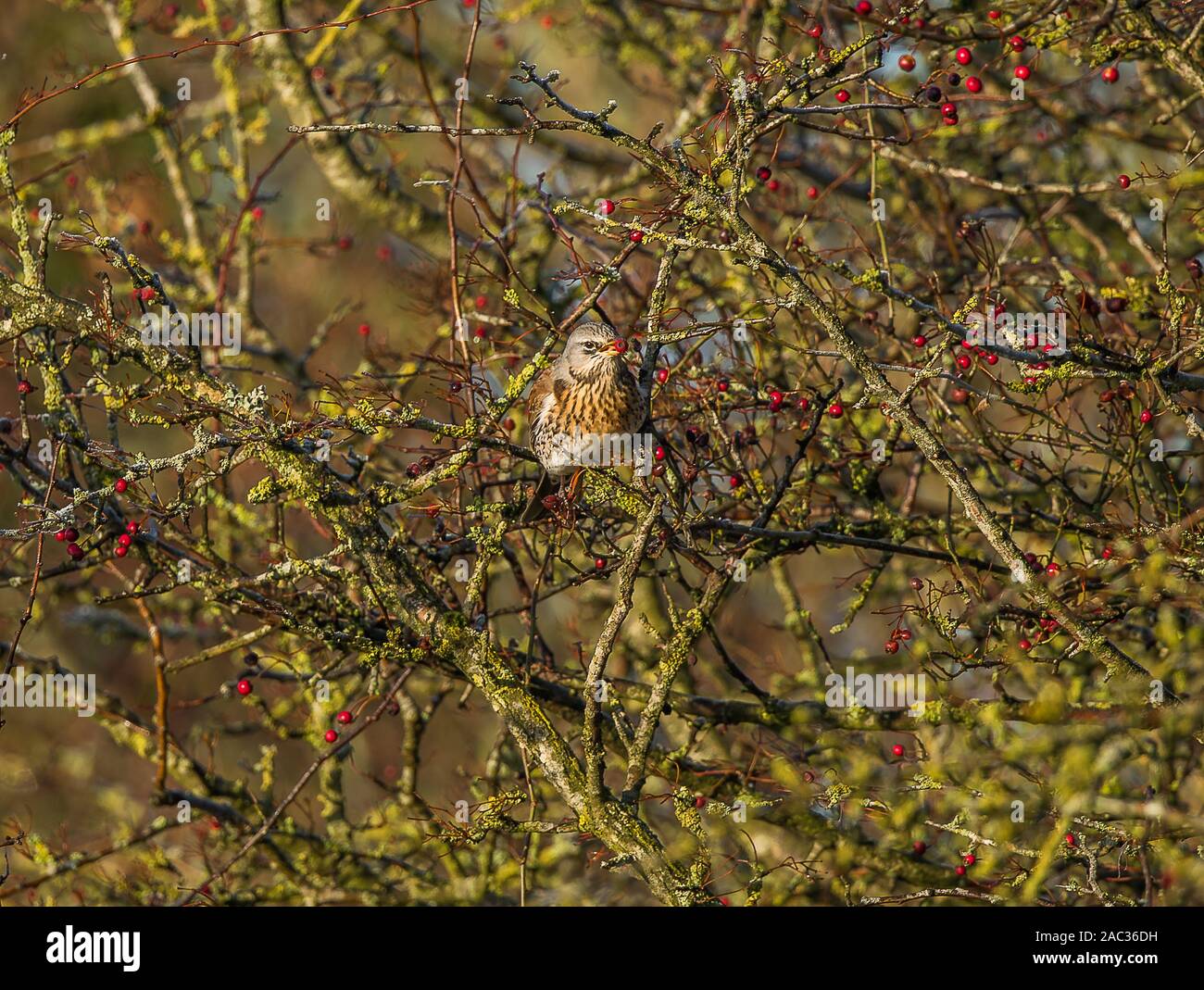 Fieldfare open countryside hi-res stock photography and images - Alamy