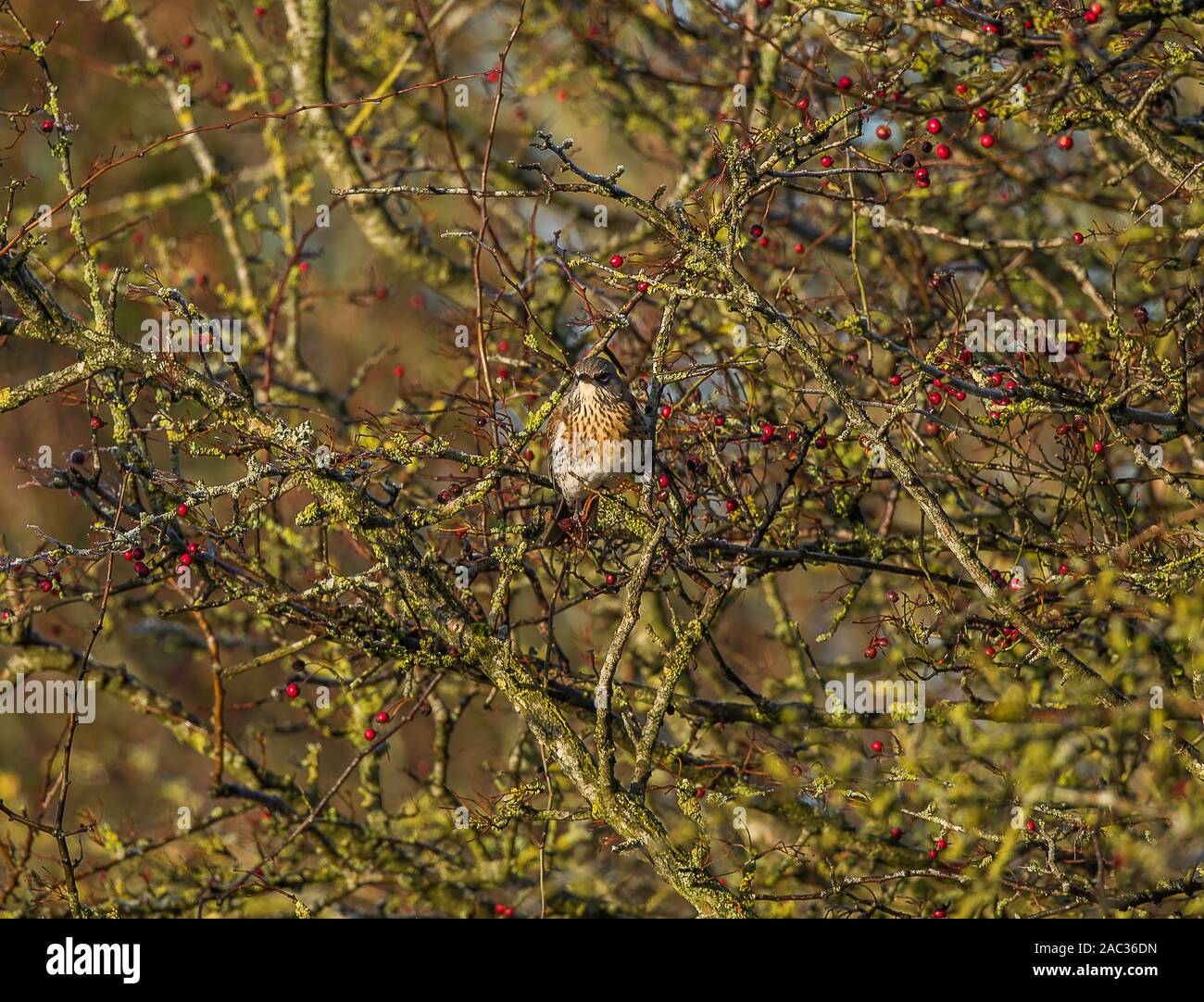 Fieldfare open countryside hi-res stock photography and images - Alamy