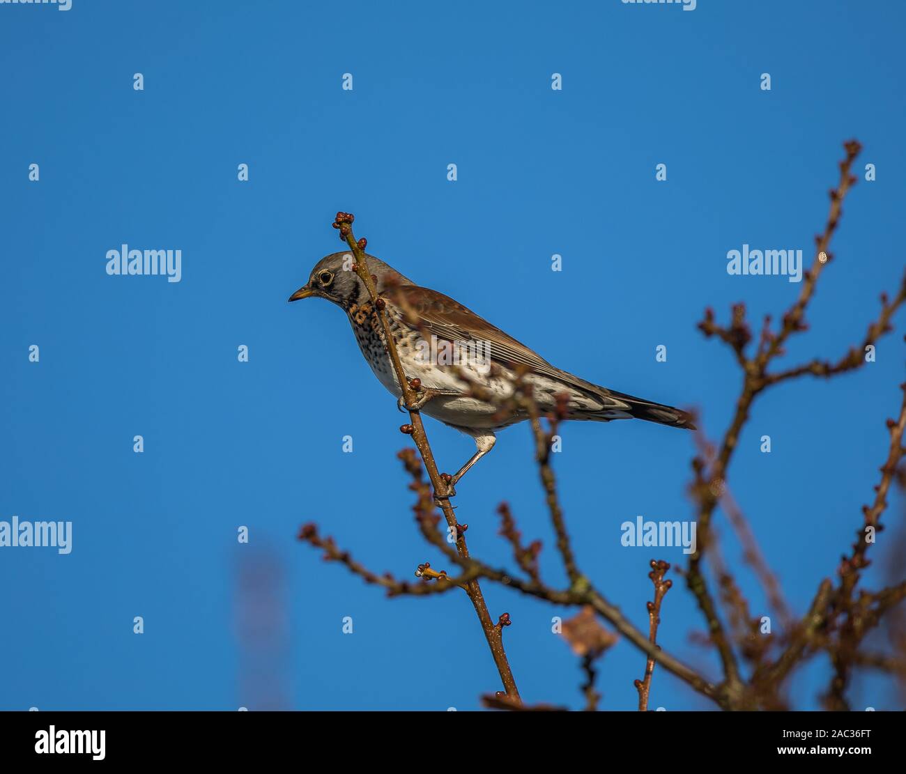 Fieldfare open countryside hi-res stock photography and images - Alamy