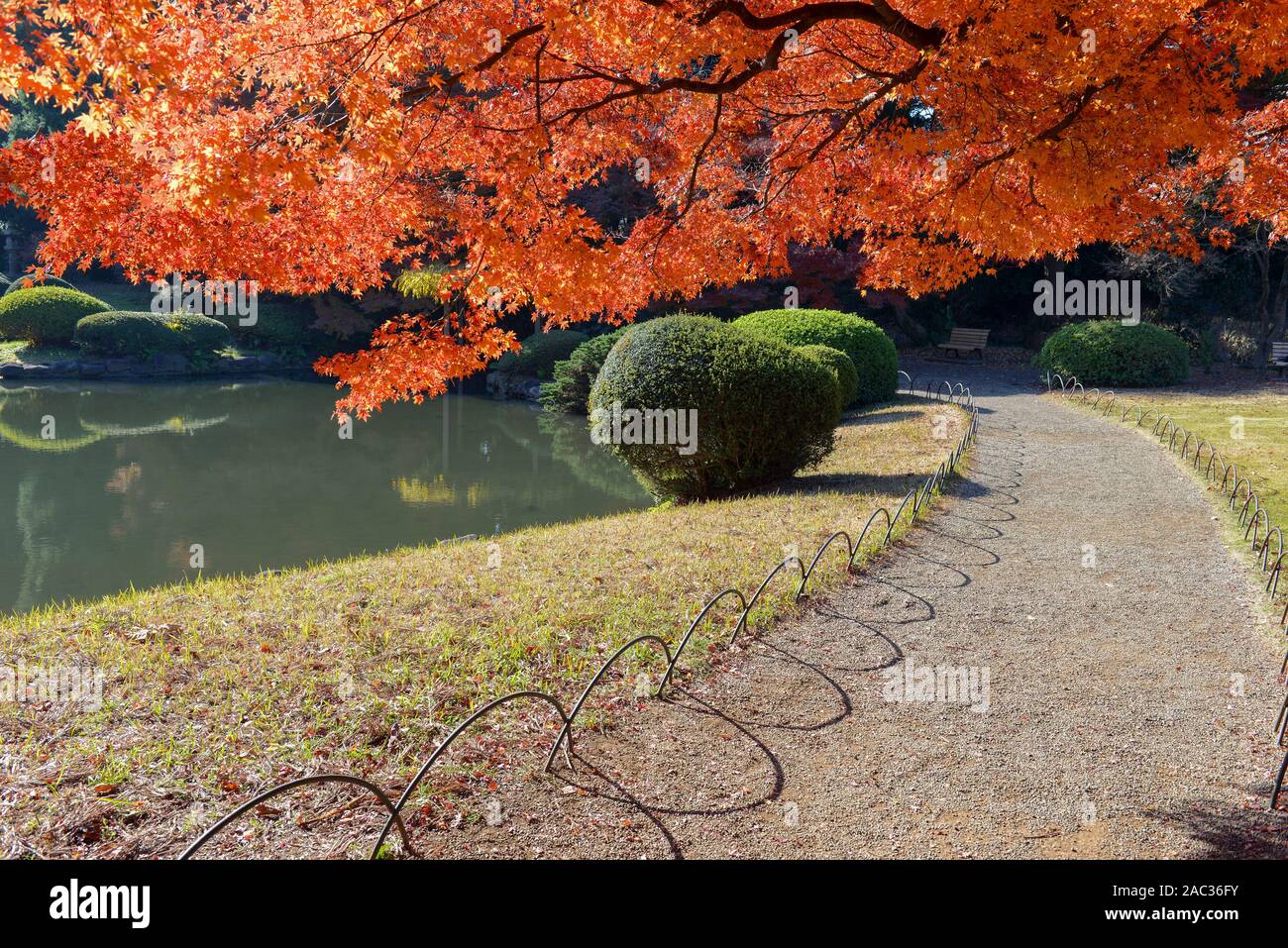 Autumn colors in kyoto maples hi-res stock photography and images - Alamy
