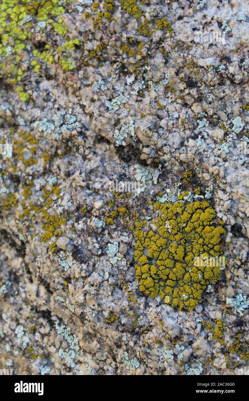 Desert fungus hi-res stock photography and images - Alamy