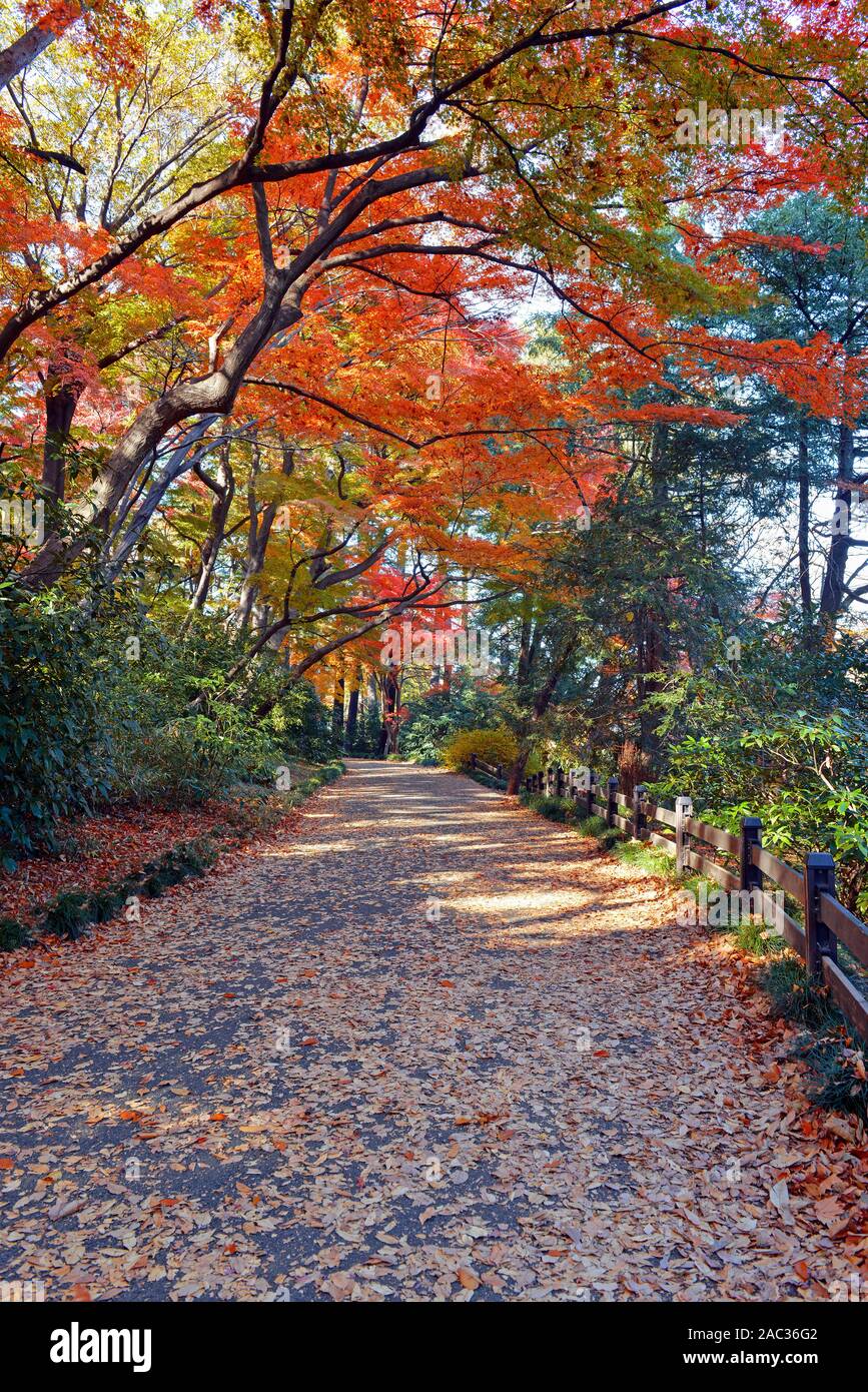 Vibrant red color of Japanese Maples in Autumn Stock Photo - Alamy
