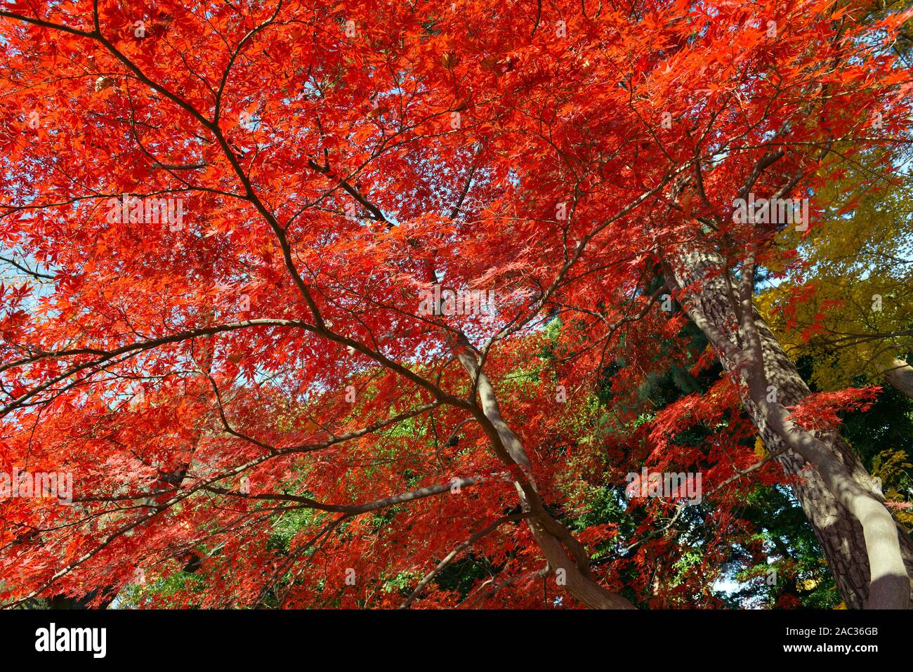 Autumn colors in kyoto maples hi-res stock photography and images - Alamy