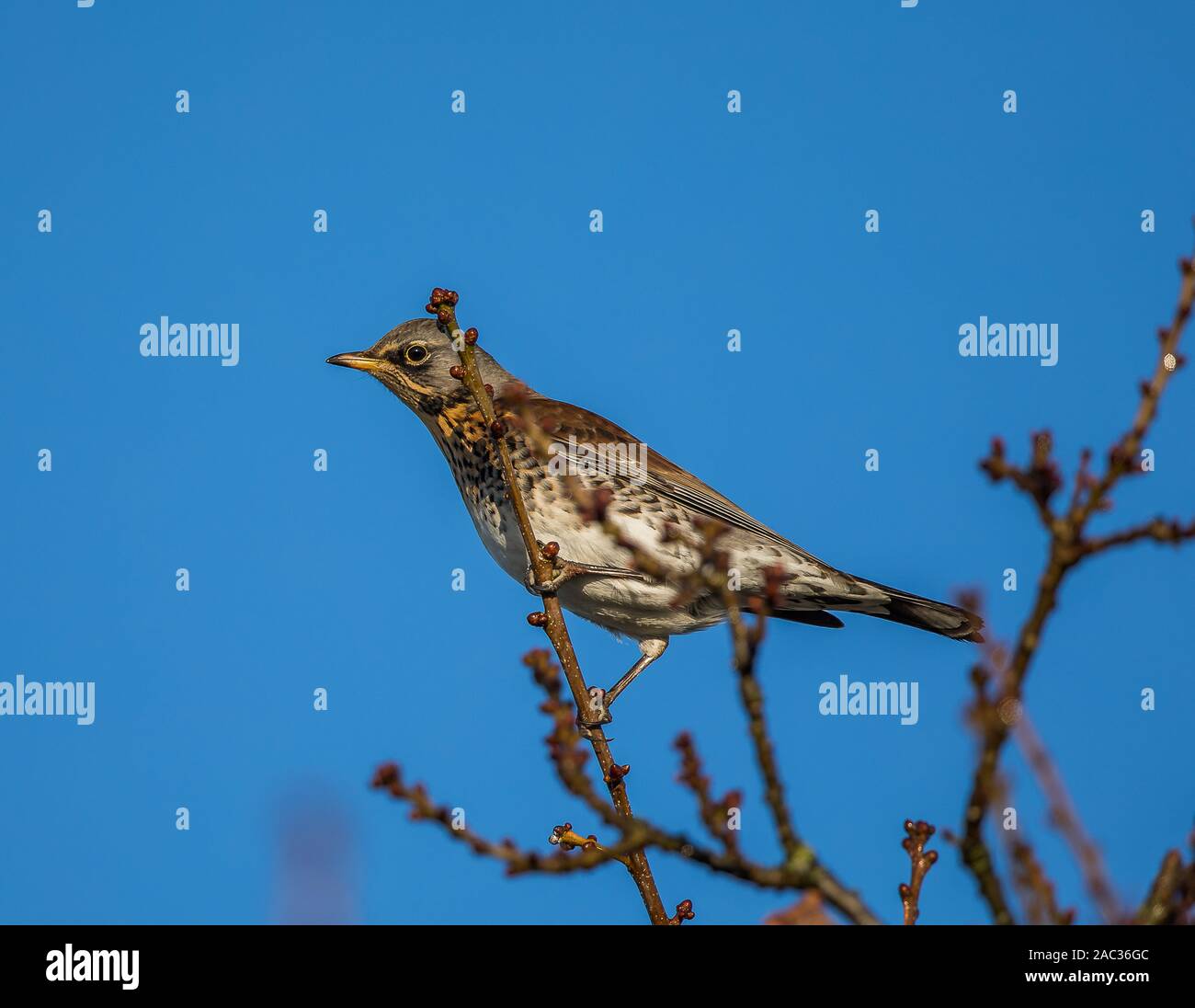 Fieldfare open countryside hi-res stock photography and images - Alamy