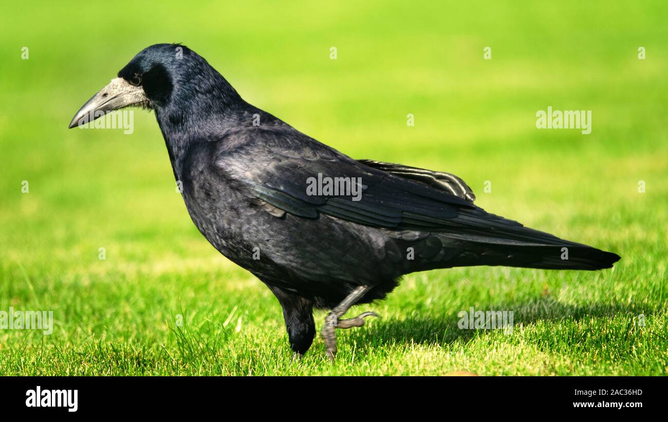 Eurasian rook ( Corvus frugilegus ) on green grass of lawn. Big black ...
