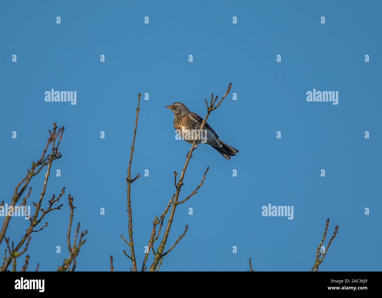 Fieldfare open countryside hi-res stock photography and images - Alamy