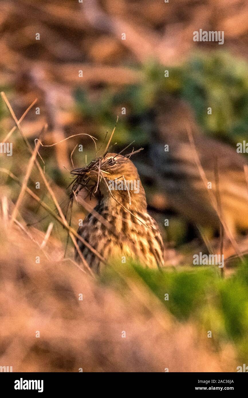 Wild bird in secret field Stock Photo - Alamy
