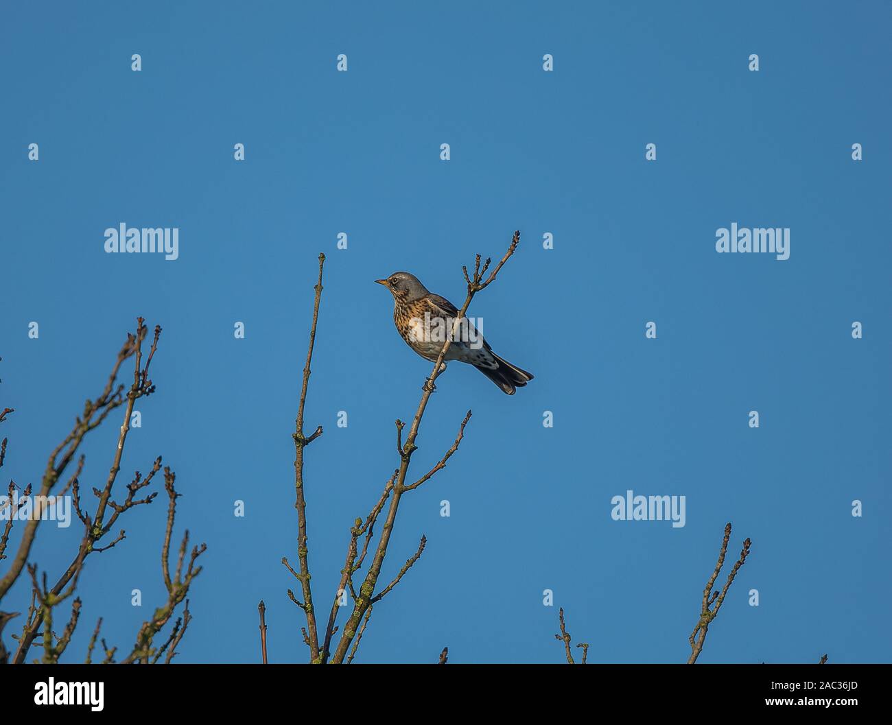 Fieldfare open countryside hi-res stock photography and images - Alamy