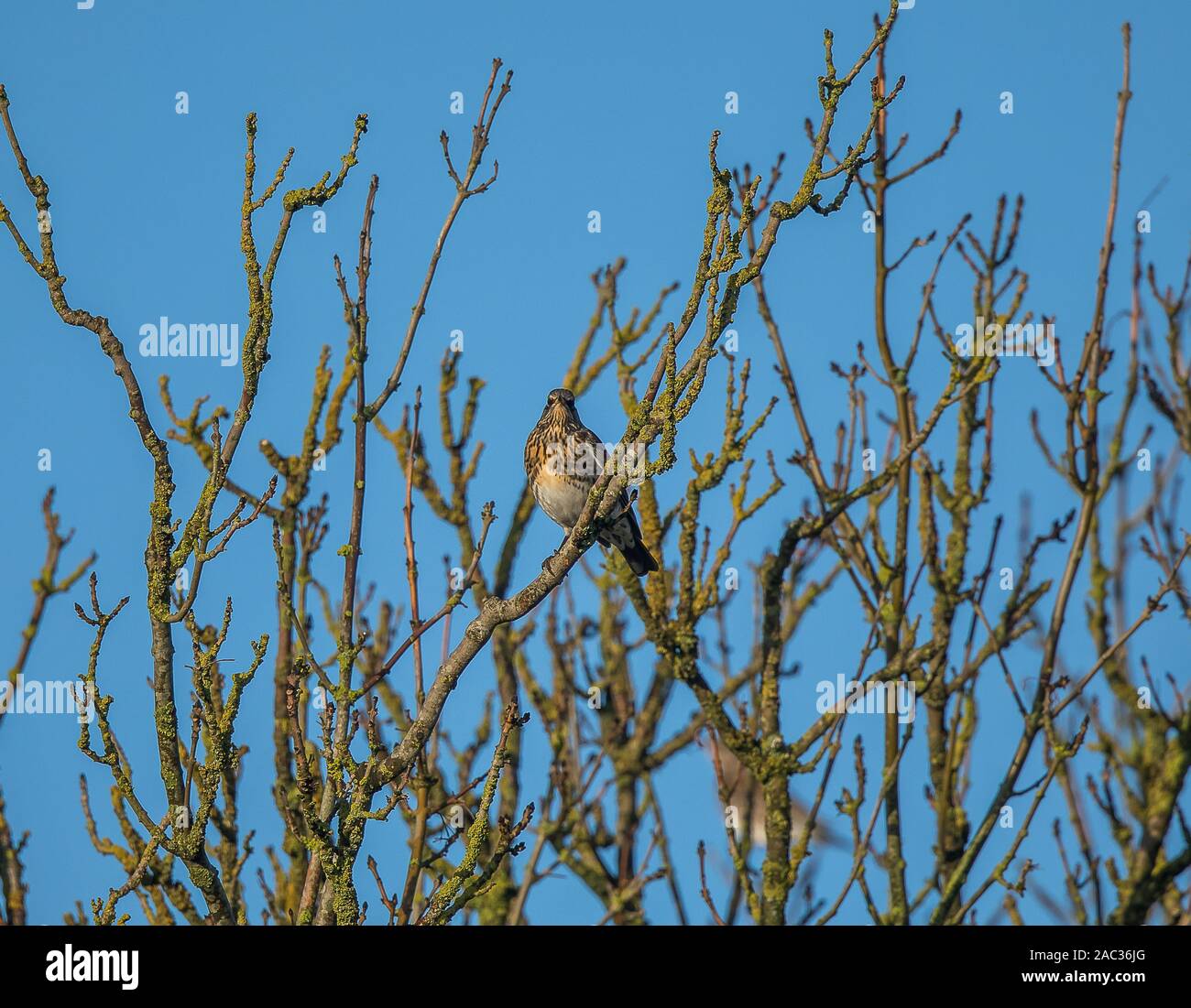 Fieldfare open countryside hi-res stock photography and images - Alamy