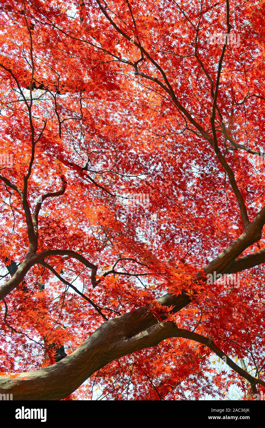 Vibrant red color of Japanese Maples in Autumn Stock Photo - Alamy