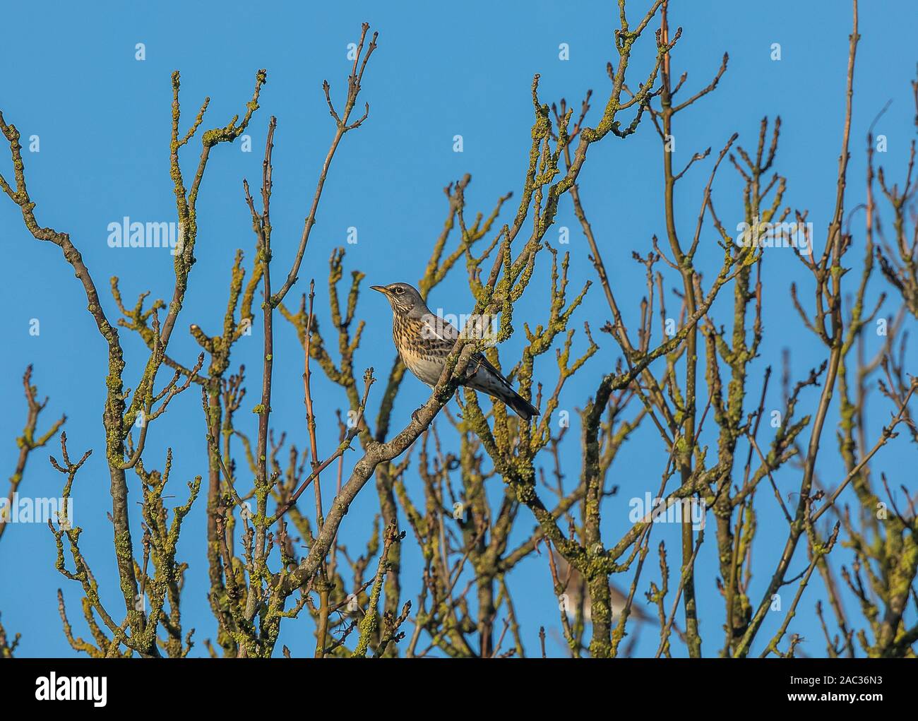 Fieldfare open countryside hi-res stock photography and images - Alamy