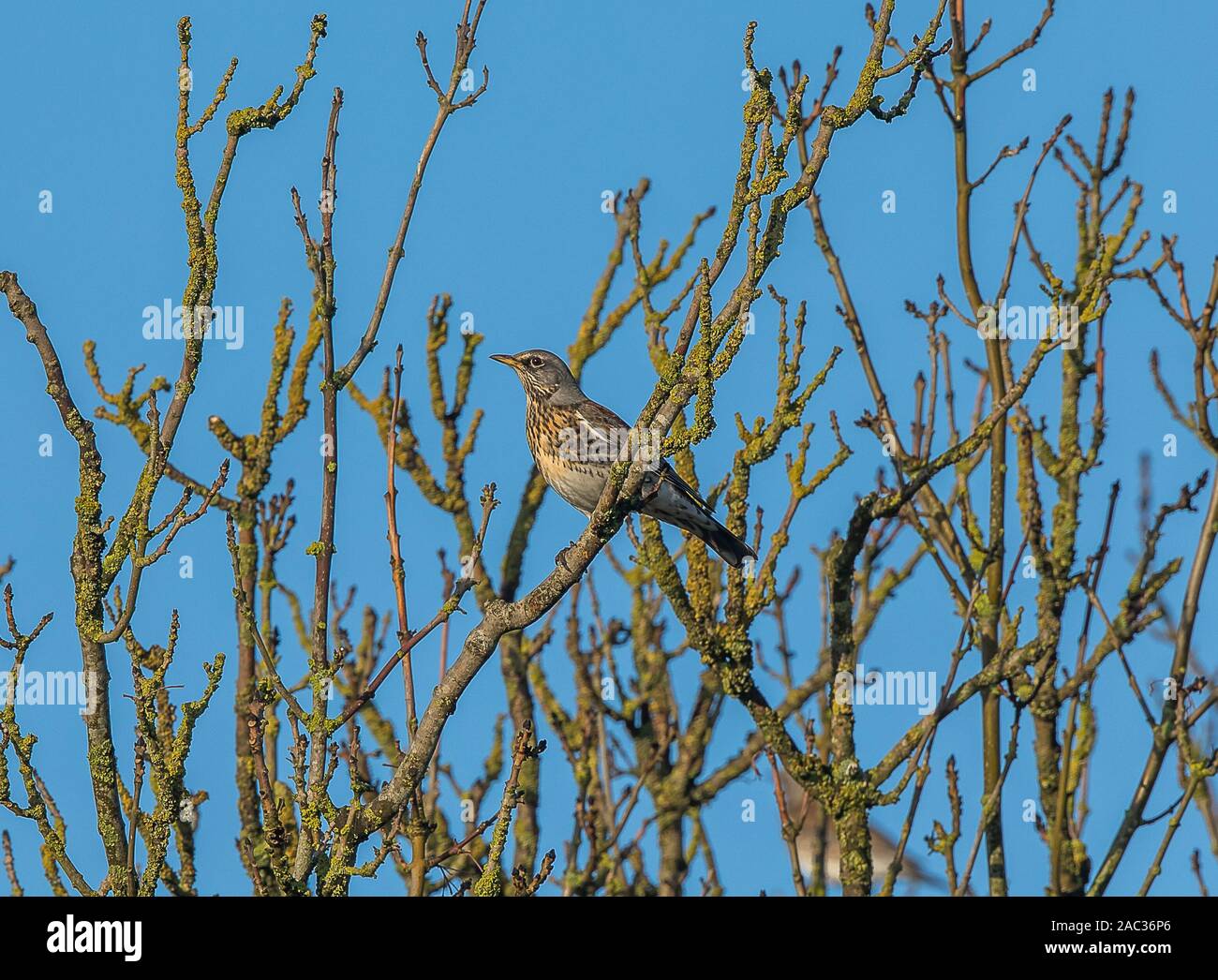 Fieldfare open countryside hi-res stock photography and images - Alamy