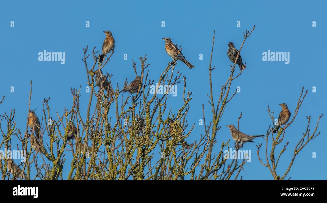 Fieldfare open countryside hi-res stock photography and images - Alamy
