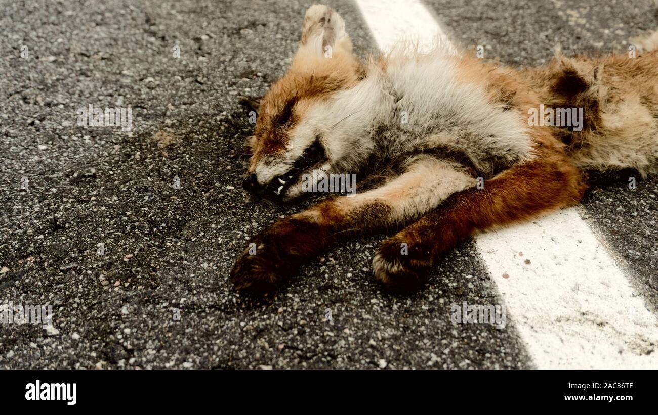 Animals hit on the roads by cars. A European fox (Vulpes vulpes) Red ...