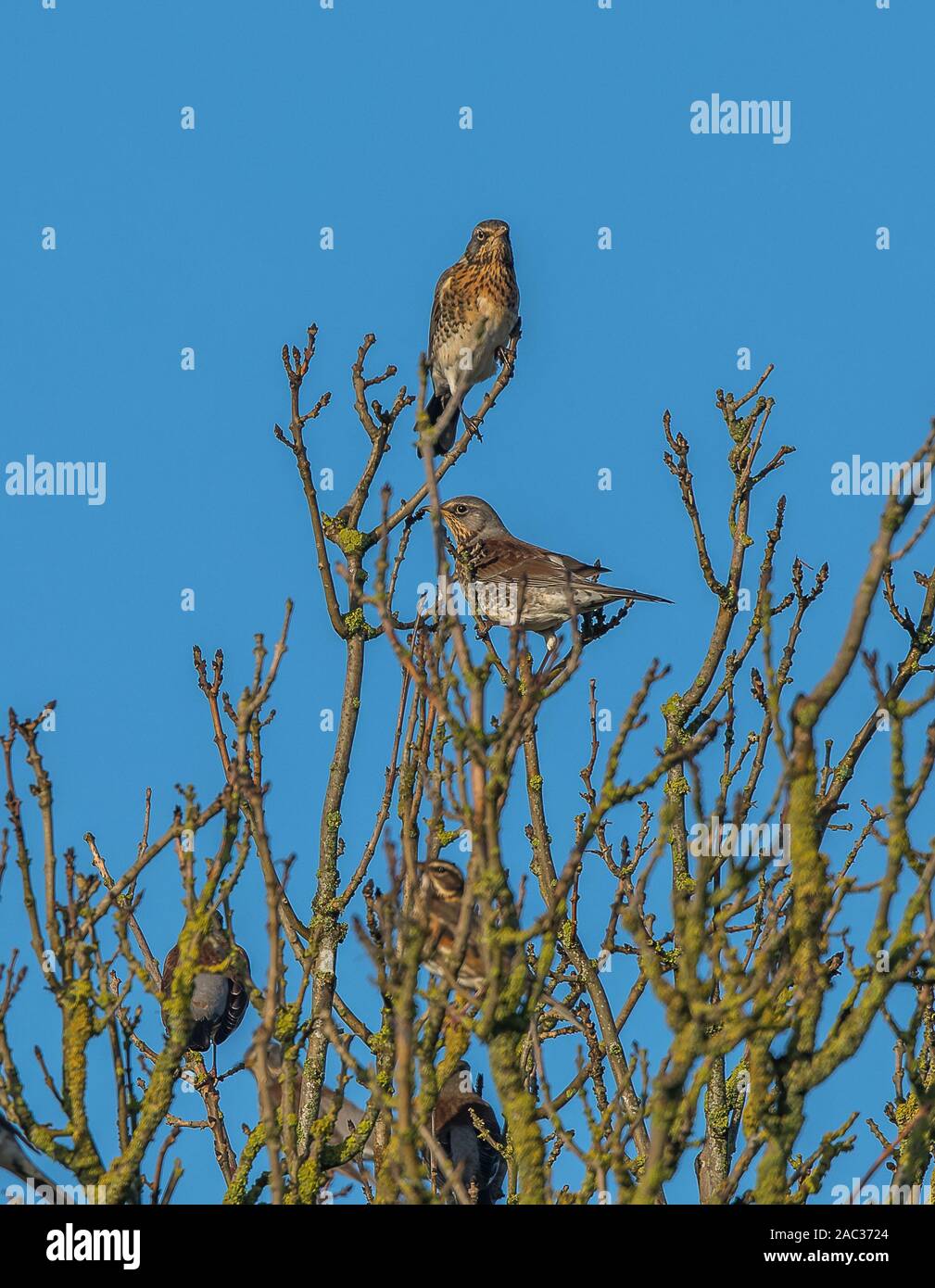 Fieldfare open countryside hi-res stock photography and images - Alamy
