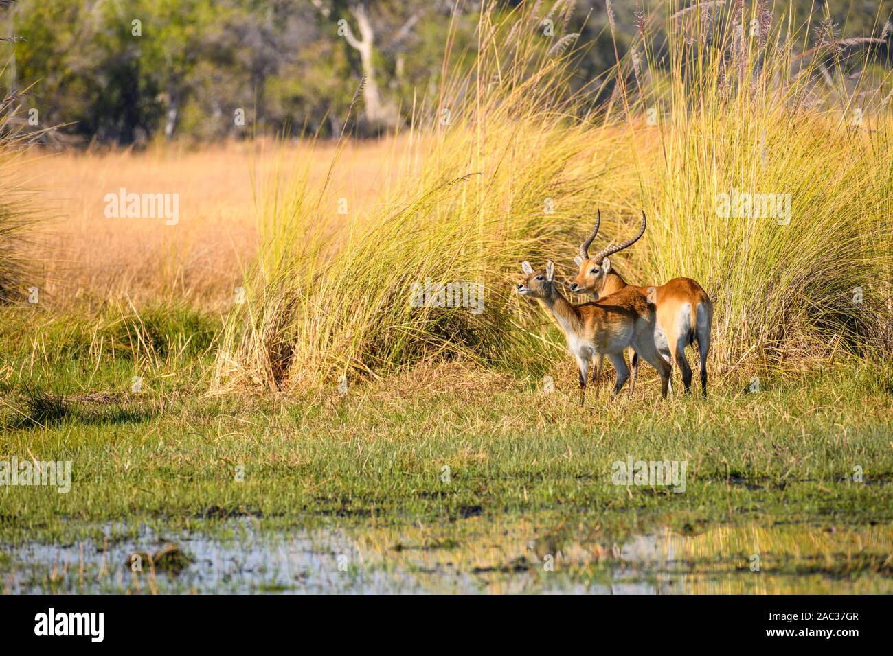 Male and Female Red Lechwe, Kobus leche, Khwai Private Reserve ...