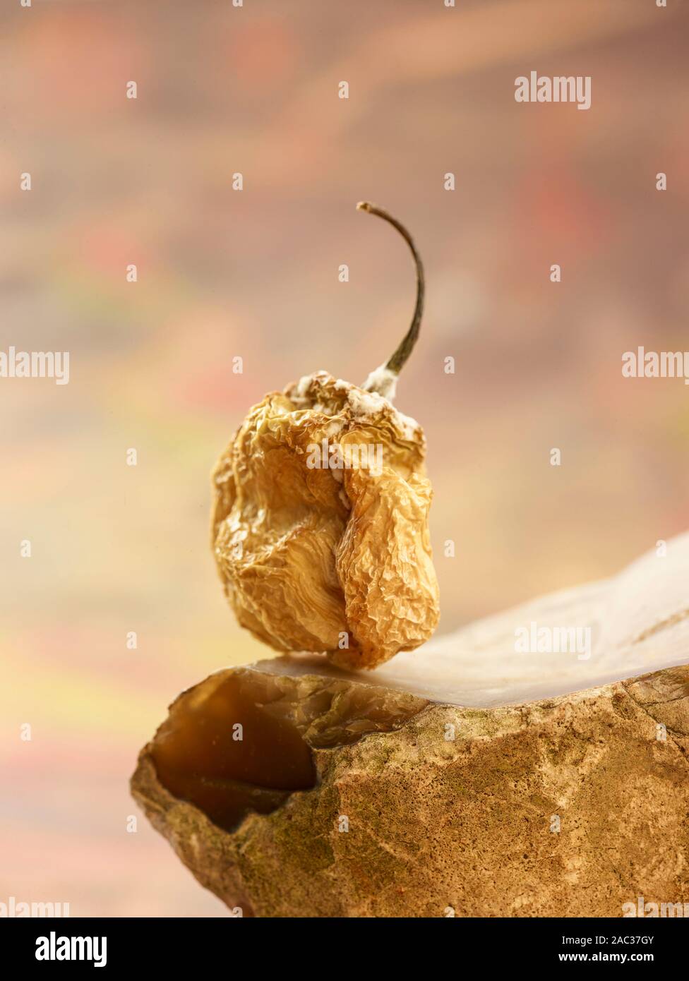 Dried Scotch Bonnet peppers still-life food photograph Stock Photo - Alamy