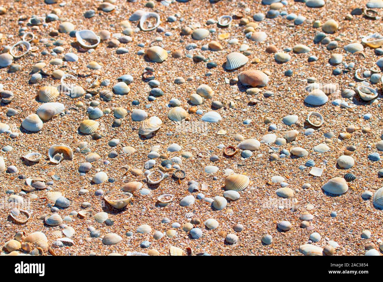 shell beach on the sea, coquina bed, cockle (Cardium Stock Photo - Alamy