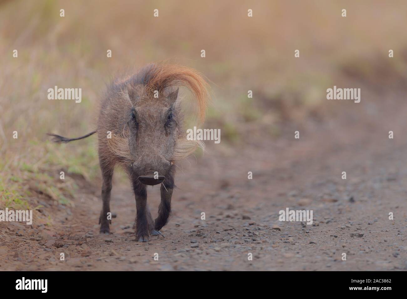 Warthog and warthog piglets Stock Photo - Alamy