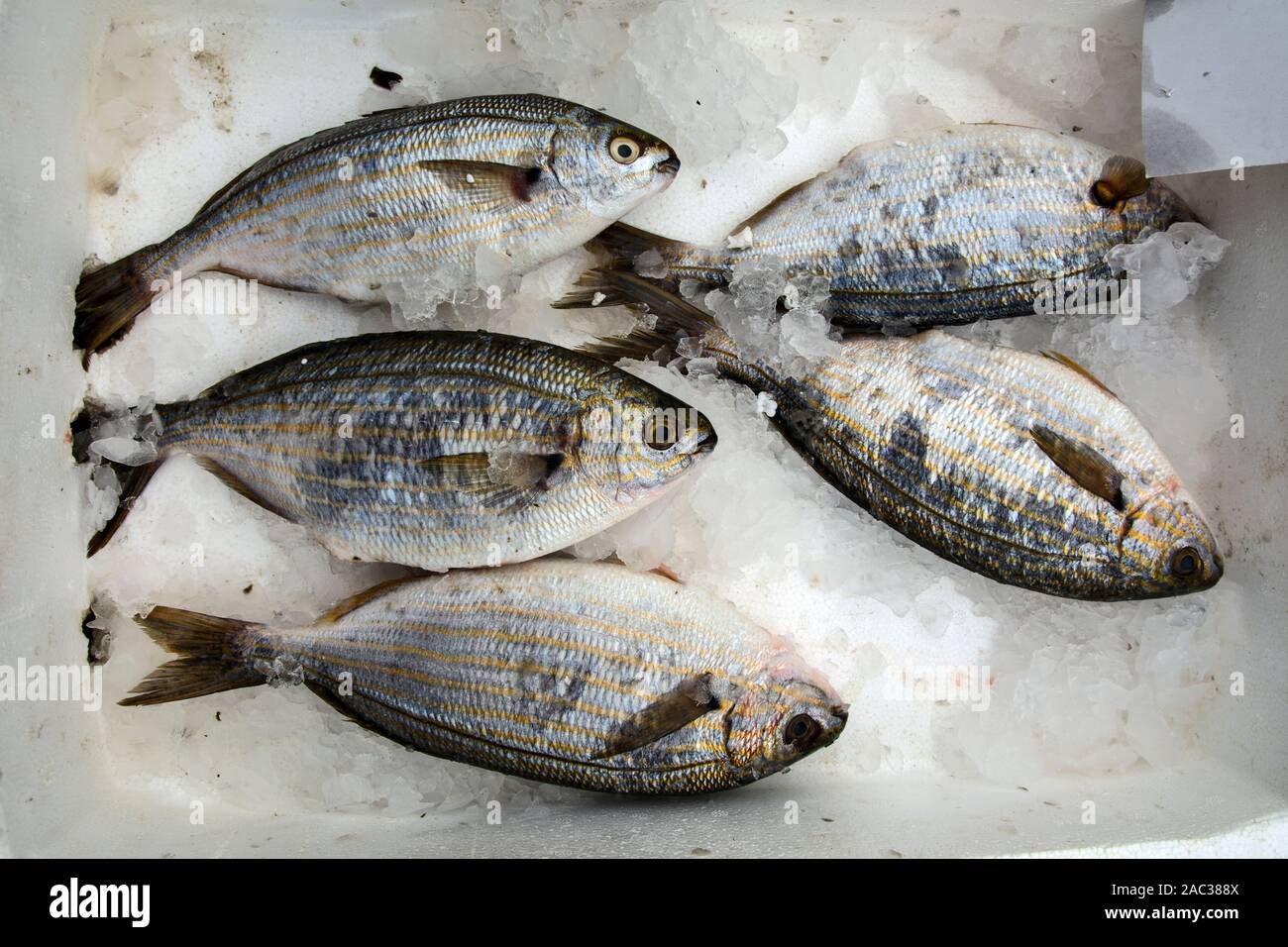 Sea fish on display at a market in Greece. The fish are waiting for ...