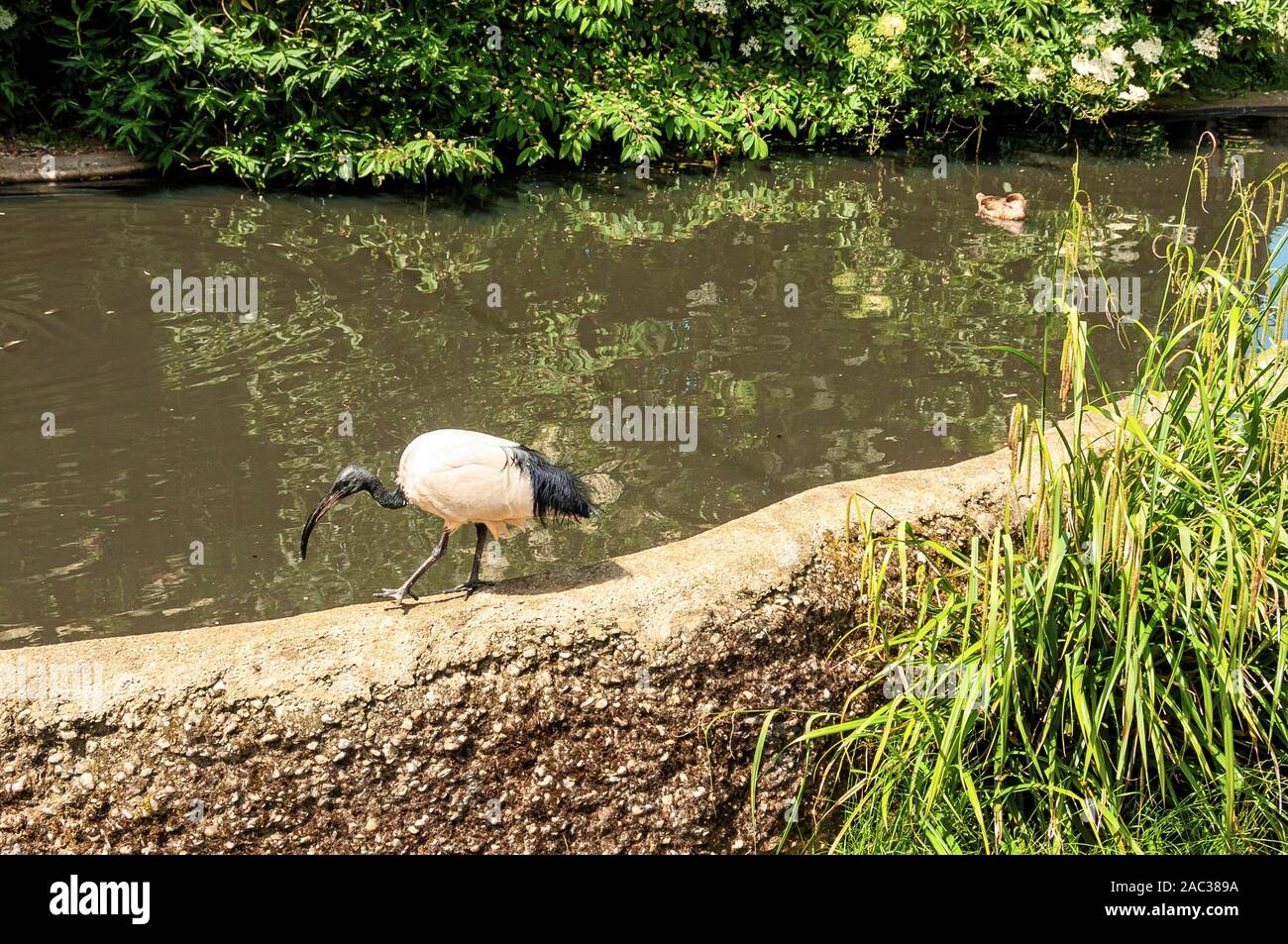 A black headed Sacred Ibis with a thick downcurved bill hunts fish in ...