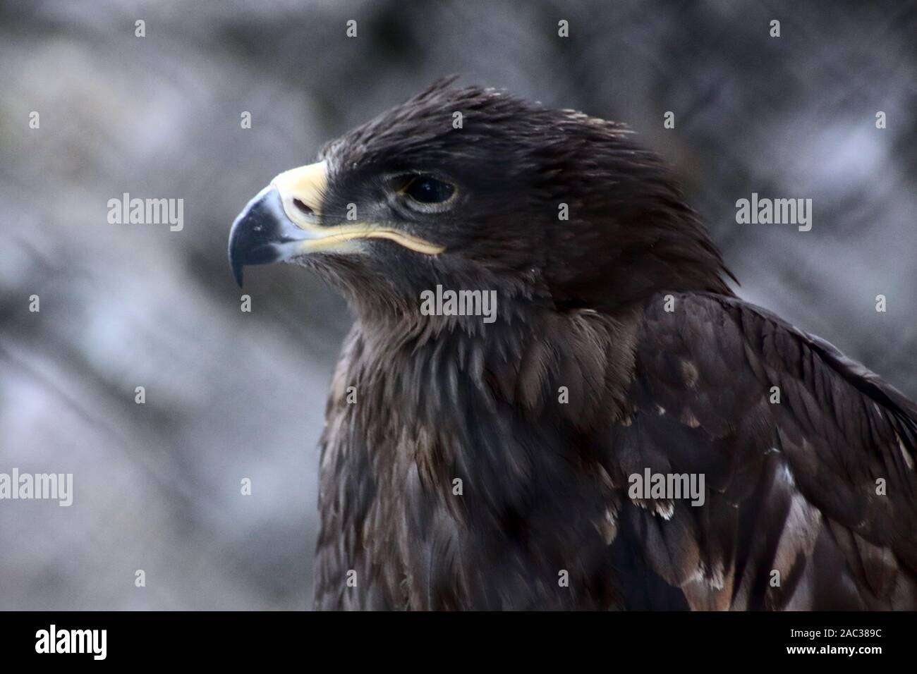 Close up portrait of golden eagle Stock Photo - Alamy