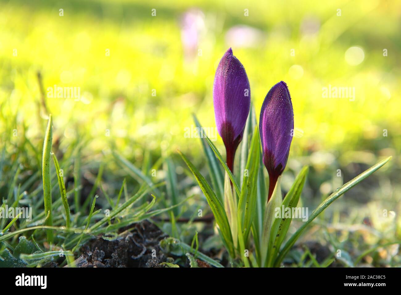 beautiful spring flowers in sunshine Stock Photo - Alamy