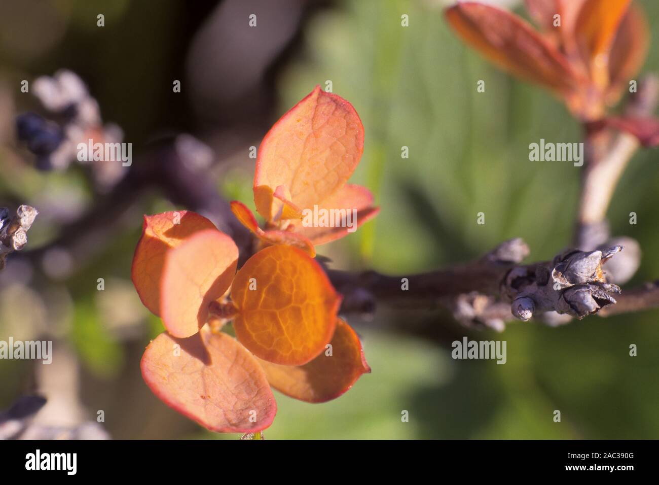 foxberry (Arctostaphylos). Plants from mountain tundra (leaves, stems ...