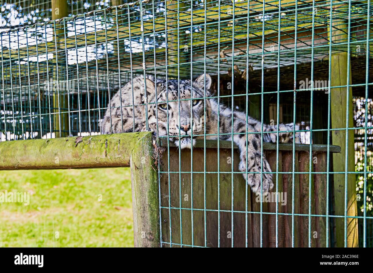 Snow Leopard With Green Eyes