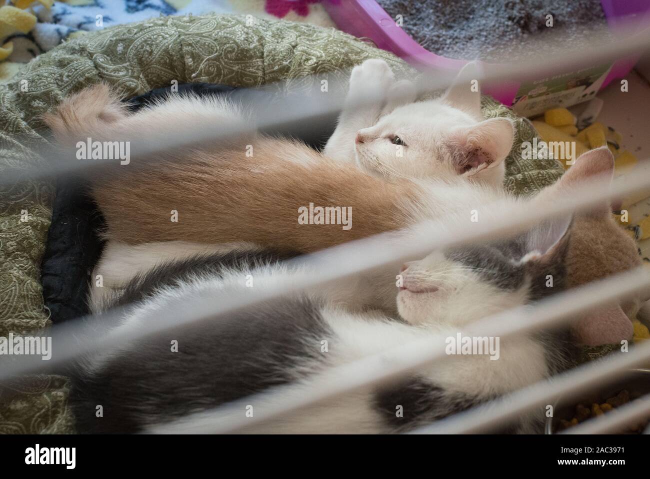 Cuddling Kittens High Resolution Stock Photography and Images - Alamy