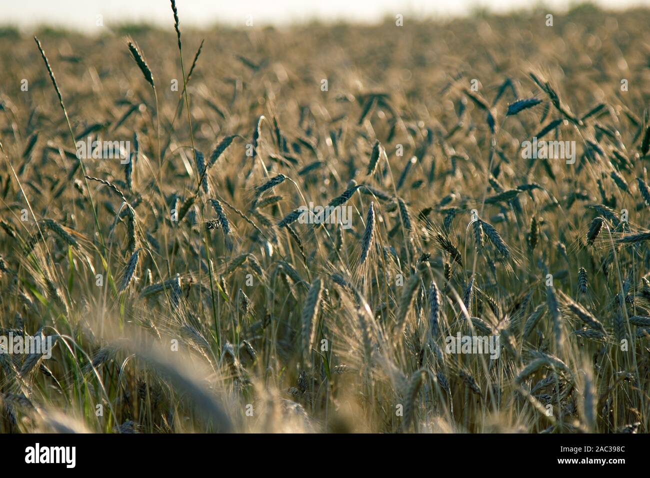 white awny wheat in the fields of Central Europe. European agriculture ...