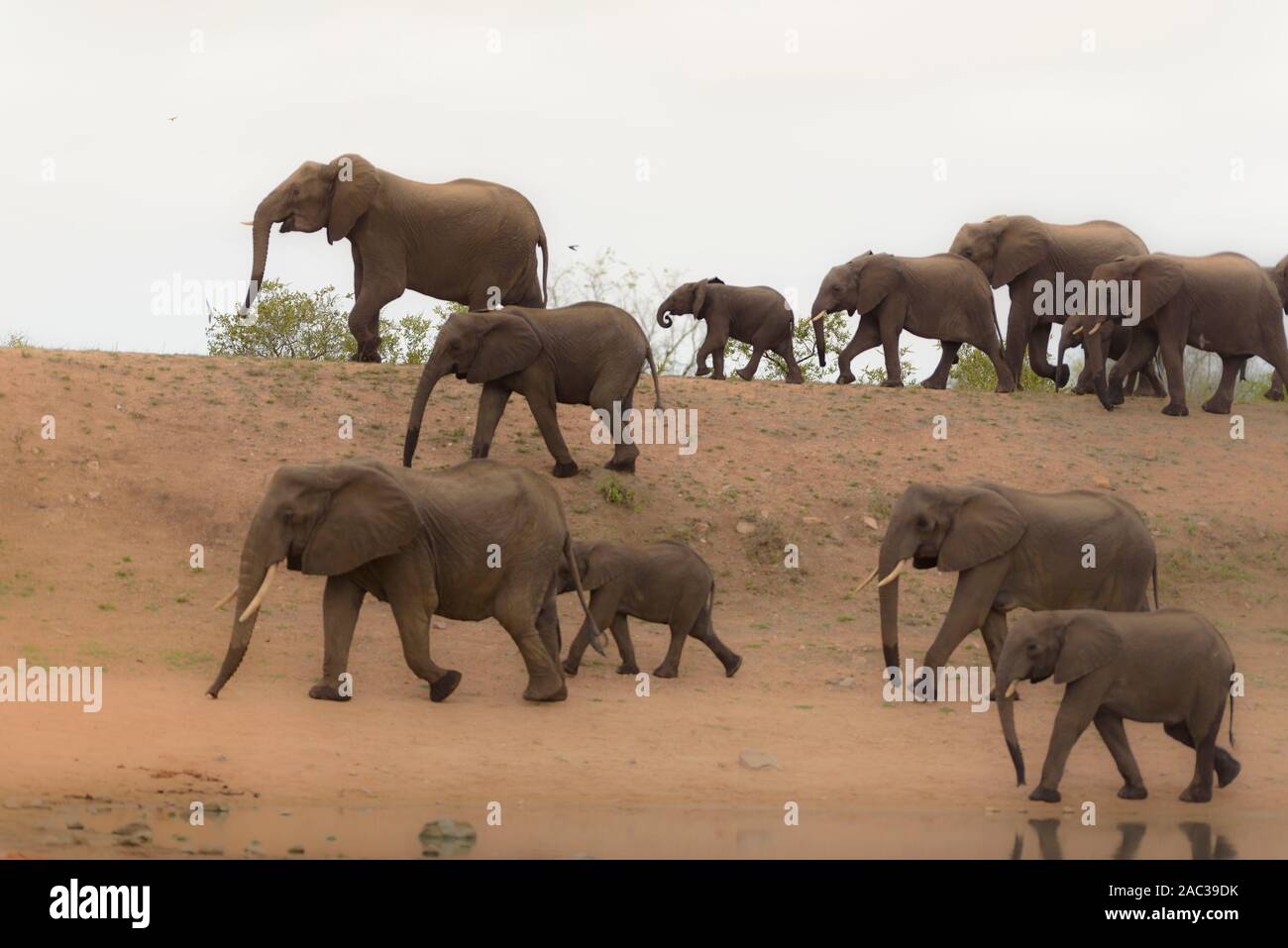 Jumbo elephant hi-res stock photography and images - Alamy