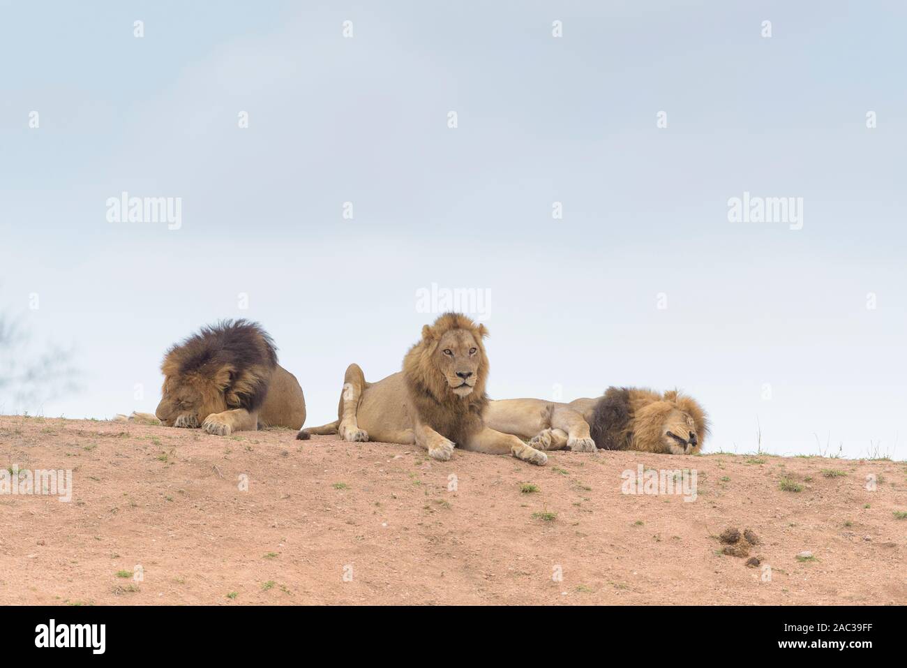 Nomadic male lions hi-res stock photography and images - Alamy