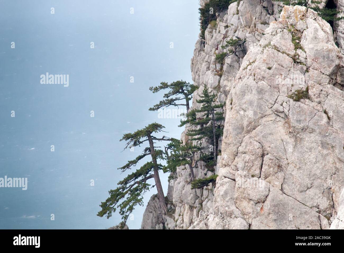 Crimean mountain forests with pine forest and Yayla. The Crimean ...