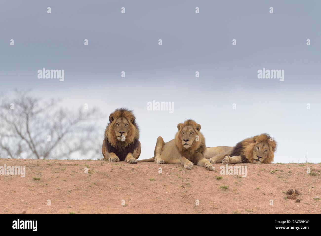 Male lion coalition nomadic male lion brothers Stock Photo - Alamy