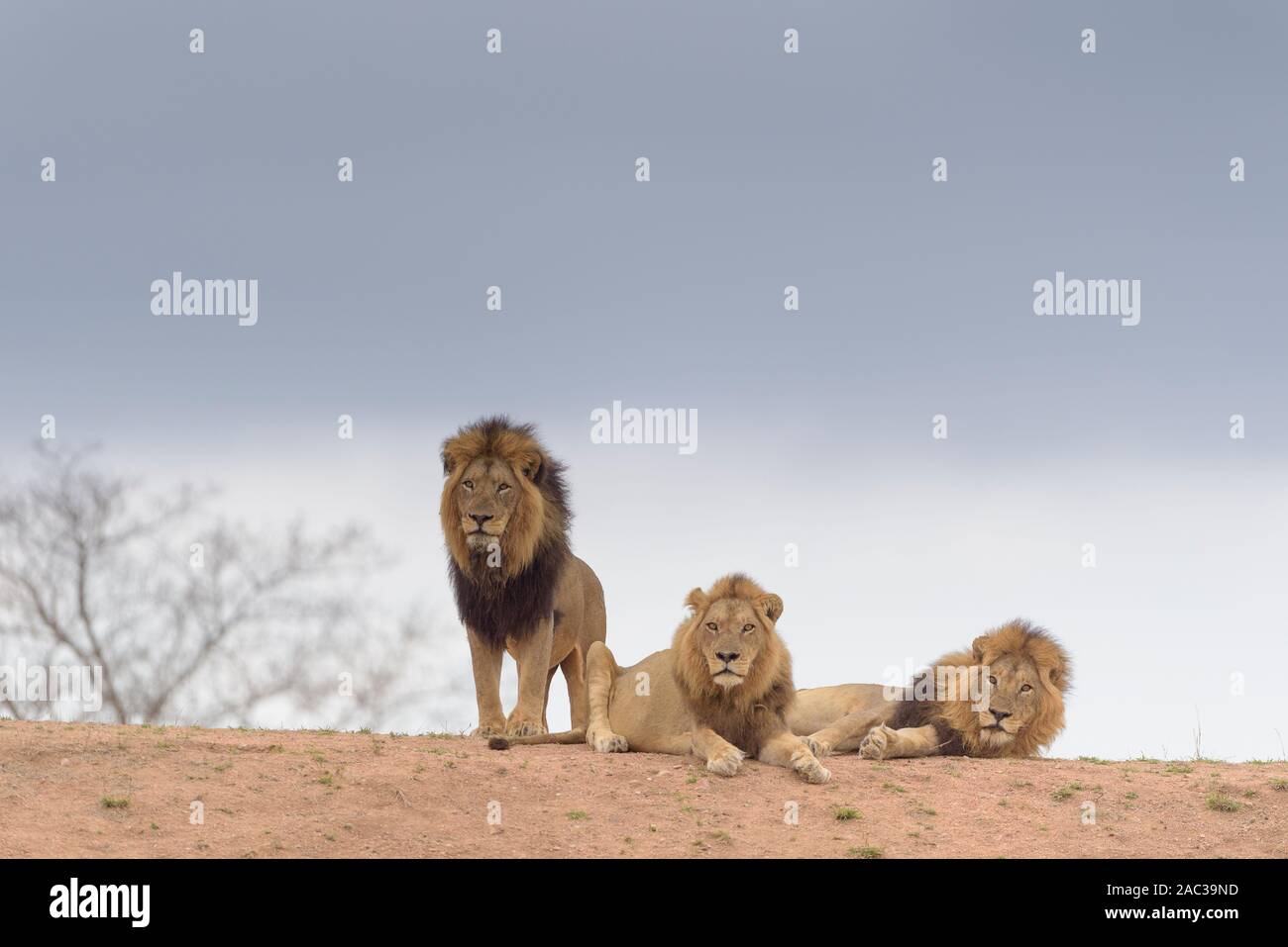 Male lion coalition nomadic male lion brothers Stock Photo - Alamy