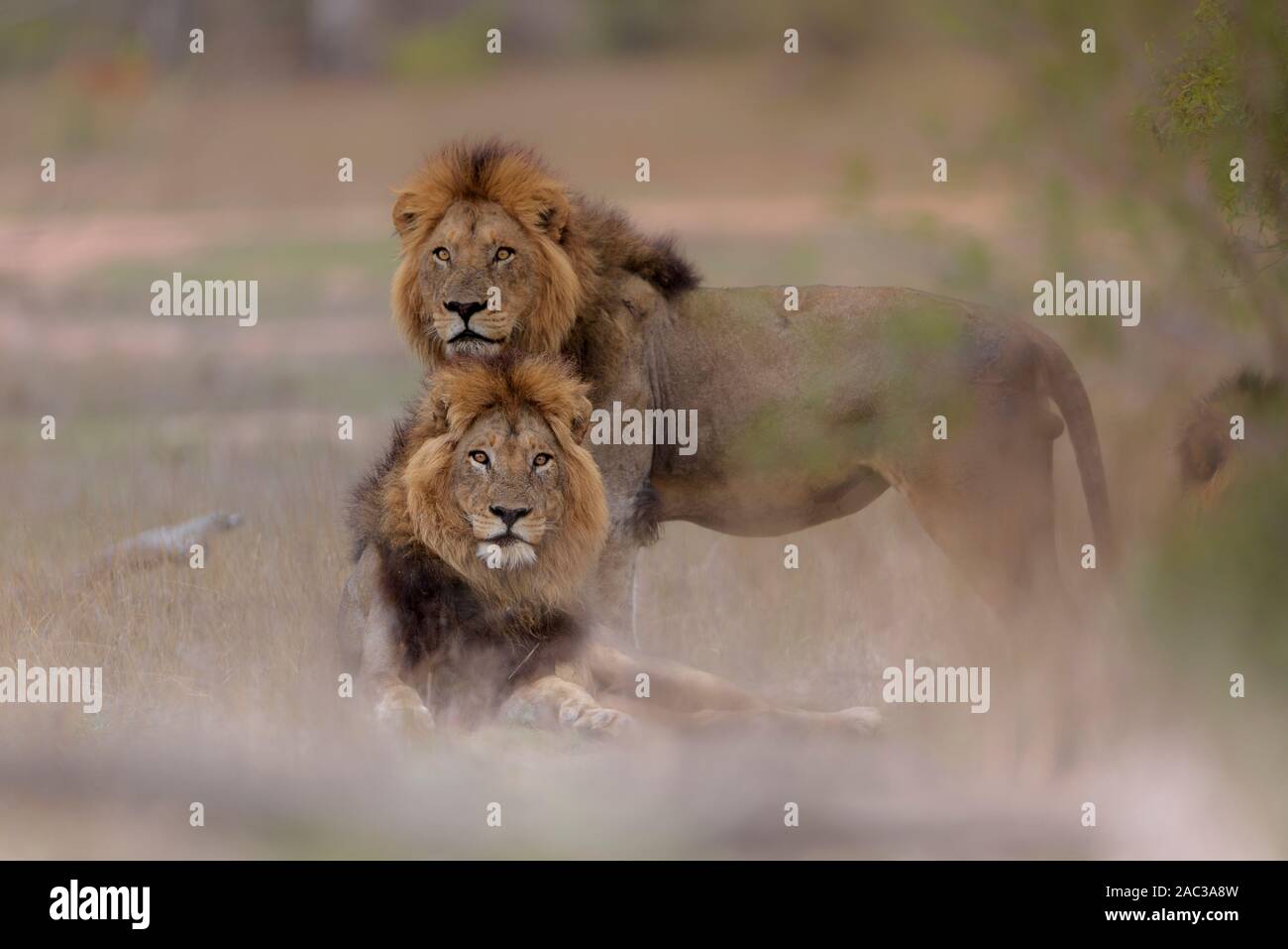Lion brothers hi-res stock photography and images - Alamy Lion brothers hi-res stock photography and images - Alamy