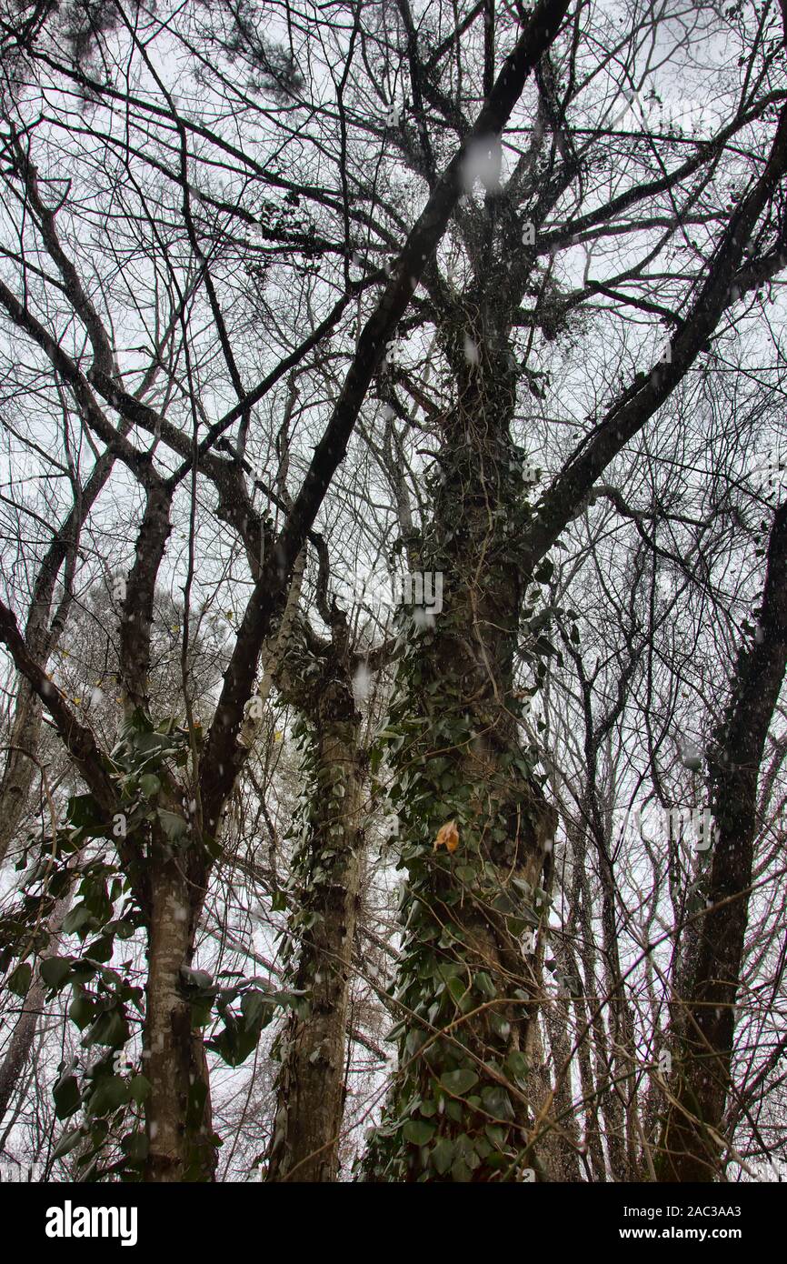 Winter deciduous forest on shore of the Black sea. European hornbeam ...