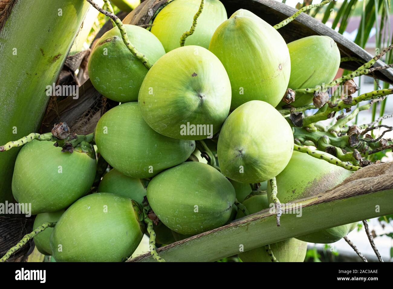 Close up fresh coconuts cluster on the coconut tree Stock Photo - Alamy