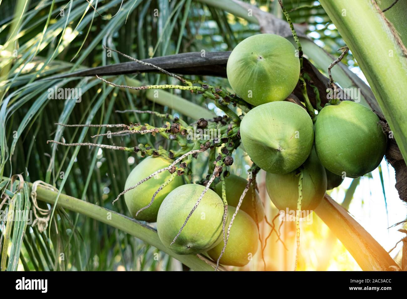 Coconut Cluster On Palm Tree High Resolution Stock Photography and ...