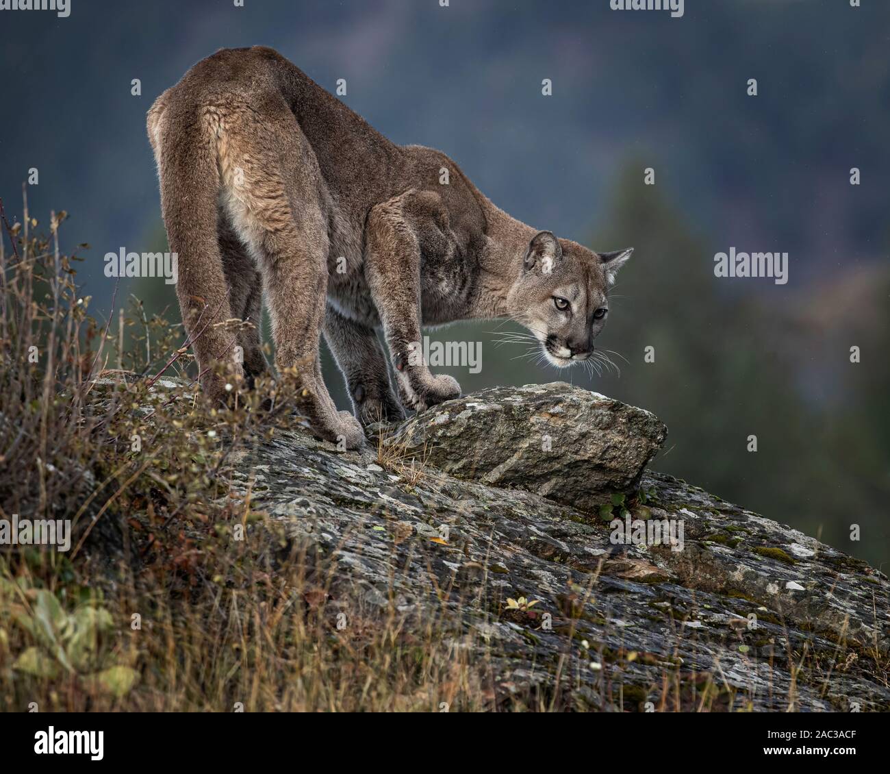 Mountain lion in fall colors Stock Photo - Alamy