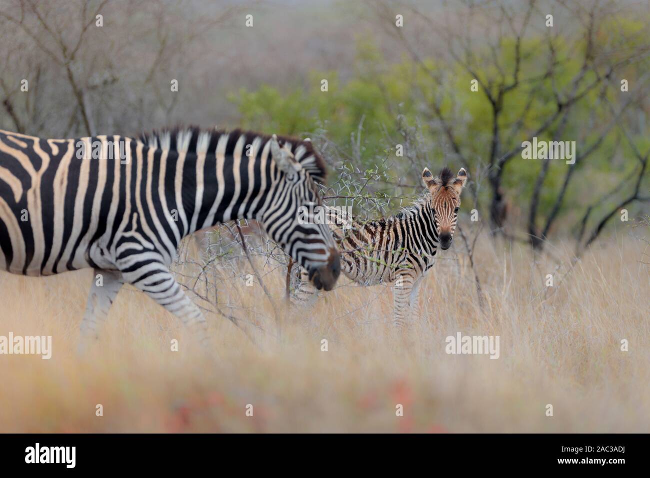 Zebra portrait, Zebra calf Stock Photo - Alamy