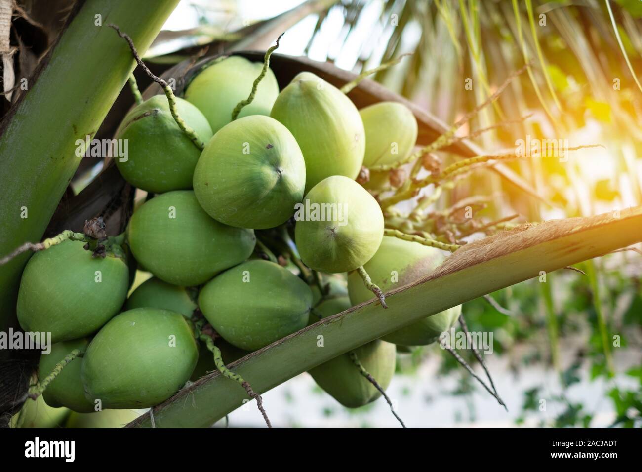 Close up fresh coconuts cluster on the coconut tree Stock Photo - Alamy