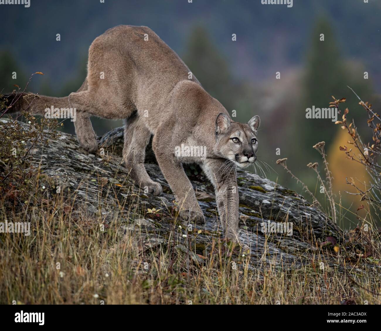 Mountain lion cubs tree hi-res stock photography and images - Alamy